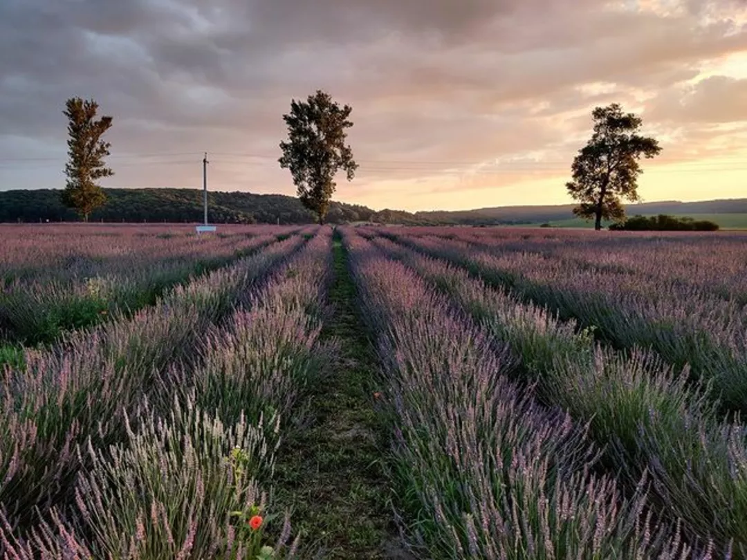 Ukrainian Provence: Where in Ukraine You Can Find Lavender Fields ...